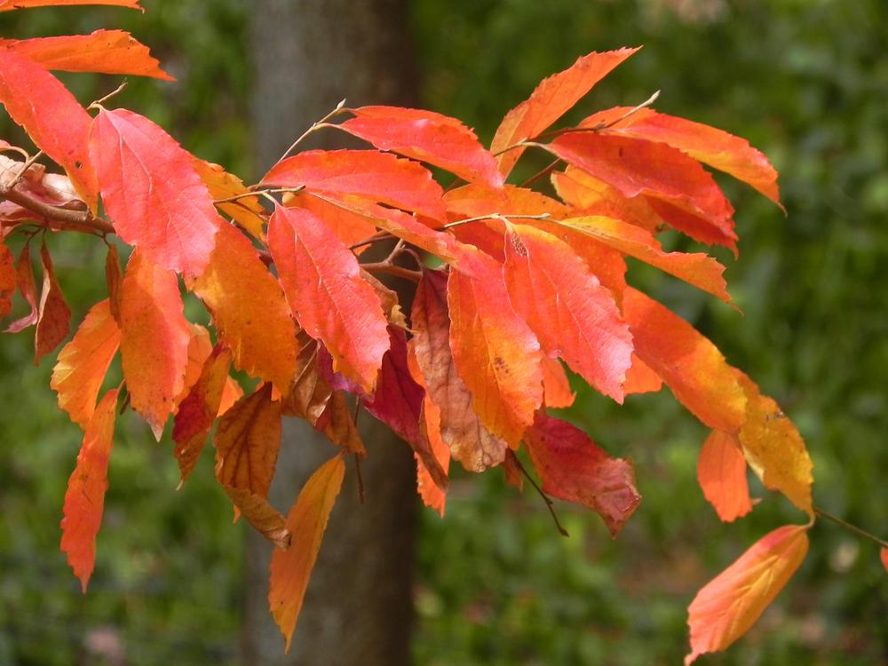 Photo of the fall color of Chinese Ironwood (Parrotia subaequalis ...