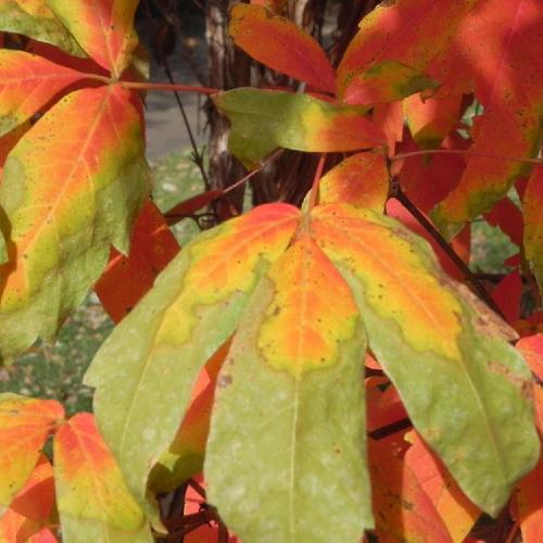 Three-Flowered Maple (Acer triflorum) - Garden.org