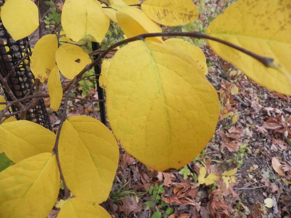 Photo of the fall color of Leatherwood (Dirca palustris) posted by SL ...
