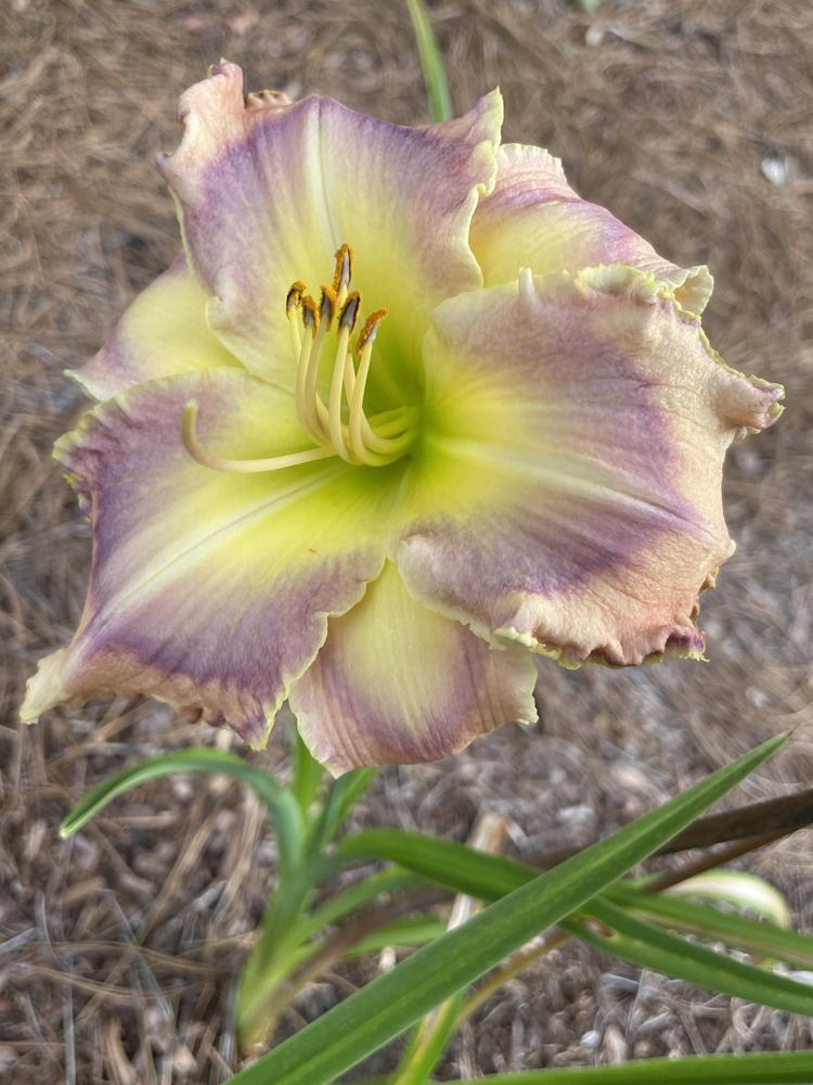 Photo of the bloom of Daylily (Hemerocallis 'Pastel Pattern') posted by ...