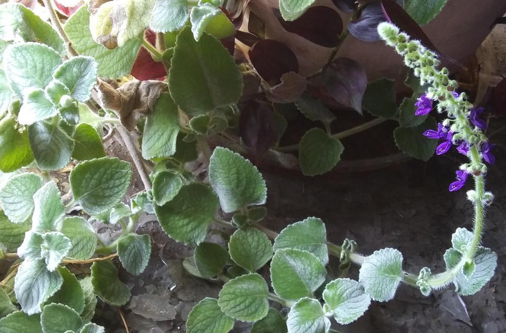 Photo of the stem, scape, stalk or bark of Silver Spurflower ...
