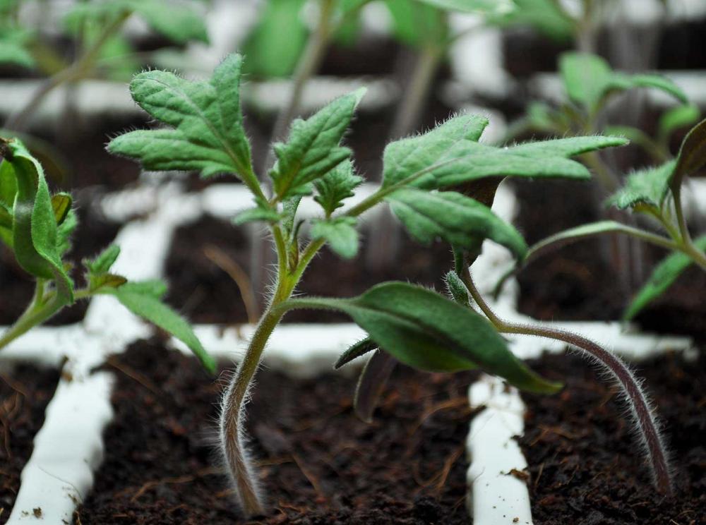 Soil for Seed Starting - Garden.org