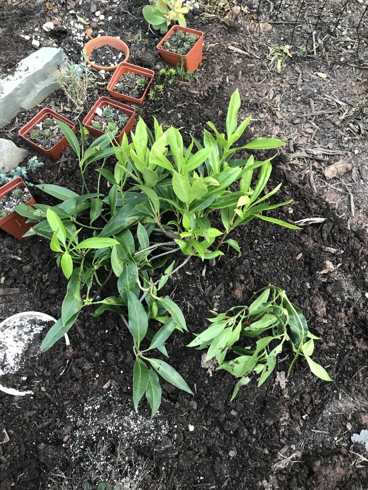 Photo of the entire plant of Star Anise (Illicium Star Flower Orion ...