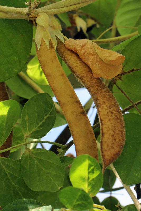 Photo of the fruit of Butterfly Pea (Clitoria ternatea) posted by ...