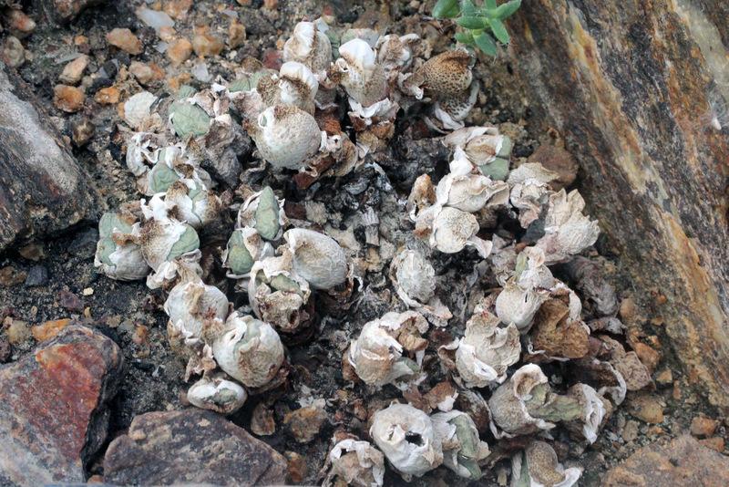 Photo of the entire plant of Living Pebble (Conophytum bilobum) posted ...