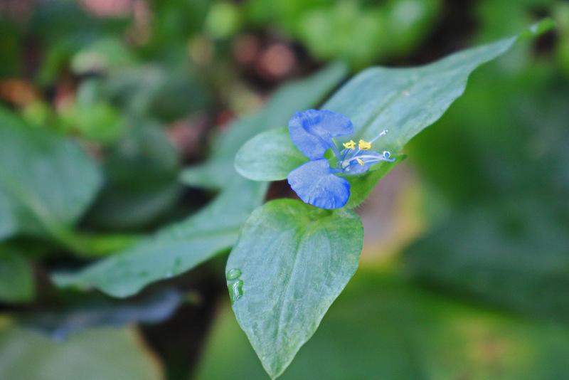 Photo of the bloom of Tropical Spiderwort (Commelina benghalensis ...