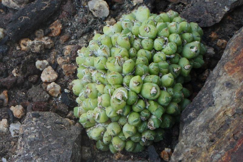 Photo of the entire plant of Conophytum quaesitum posted by RuuddeBlock ...