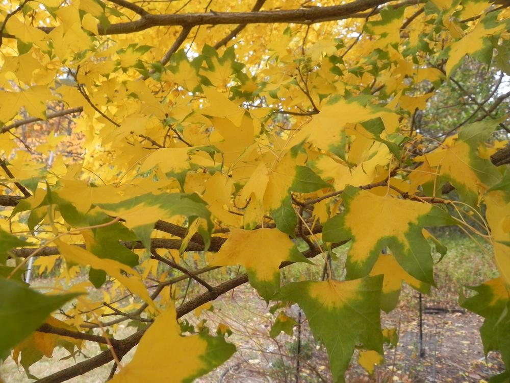 Photo of the fall color of Maple (Acer pictum subsp. mono) posted by SL ...