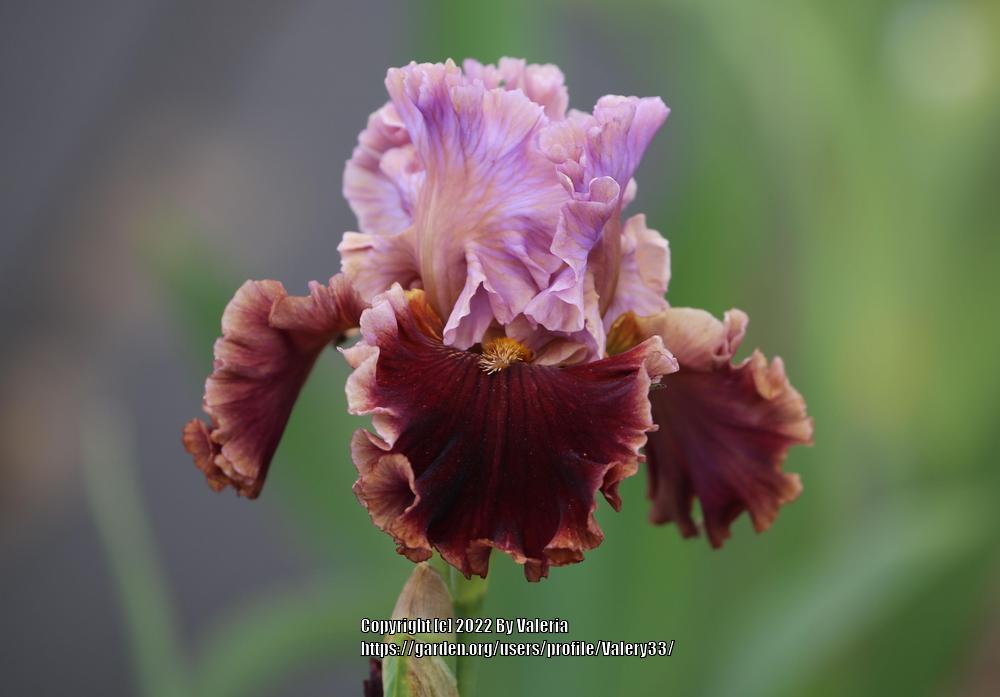 Tall Bearded Iris (Iris 'Gem Trader') in the Irises Database - Garden.org