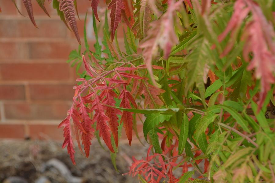 'Tiger Eyes' Sumac has explosive fall color in Plant Combination #13374 ...