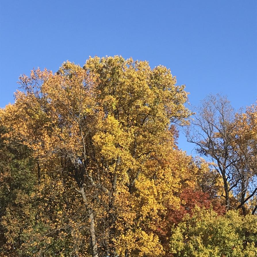 Photo of the fall color of Tulip Poplar (Liriodendron tulipifera ...