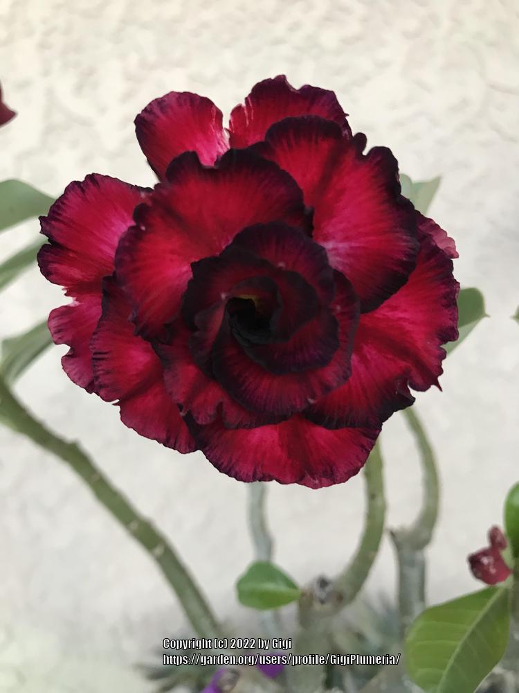 Photo of the bloom of Adenium (Adenium obesum 'Black Romance') posted ...