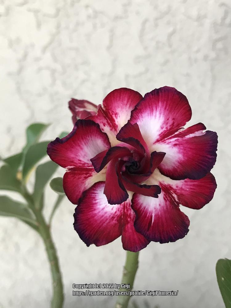 Adenium (Adenium obesum 'Black Romance') in the Adeniums Database ...