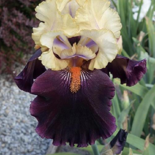 Tall Bearded Iris (Iris 'Secret Service') in the Irises Database ...
