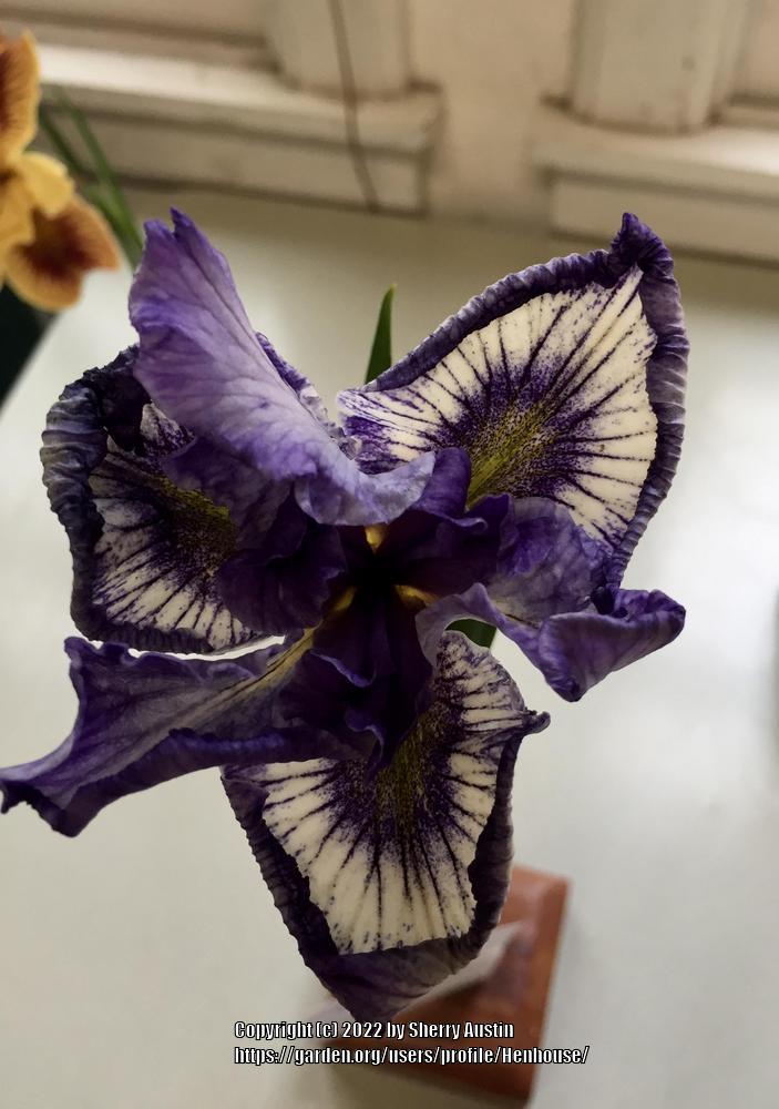 Photo of the bloom of Pacific Coast Iris (Iris 'Ocean Roar') posted by ...