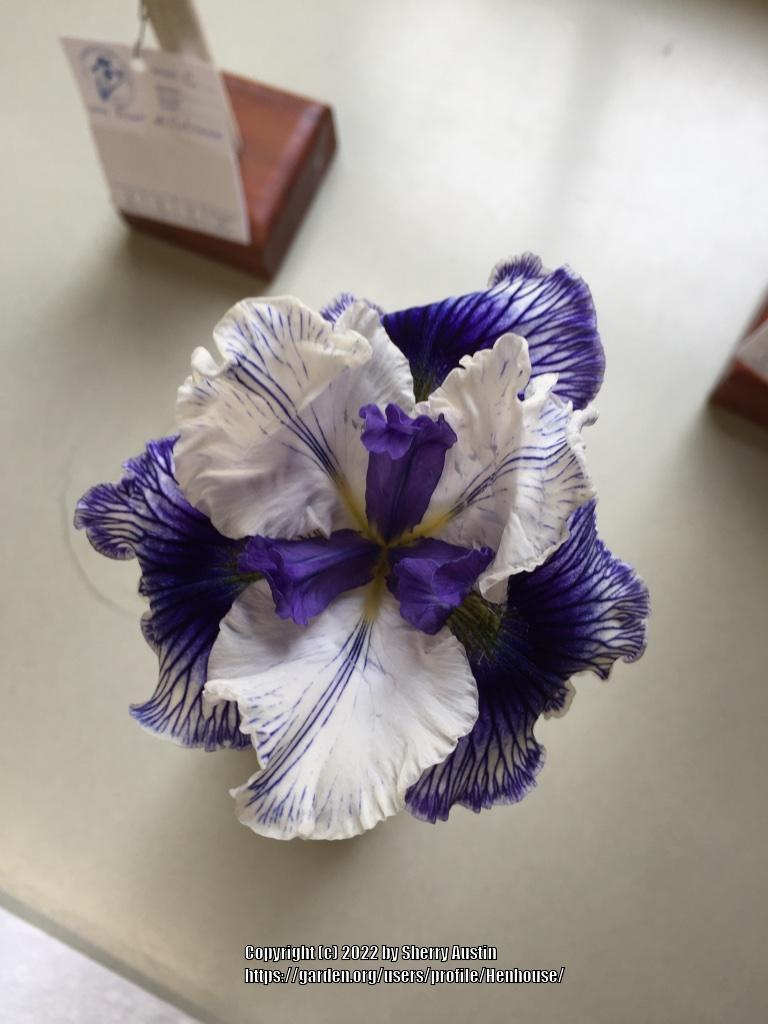 Photo of the bloom of Pacific Coast Iris (Iris 'Seaside Street') posted ...