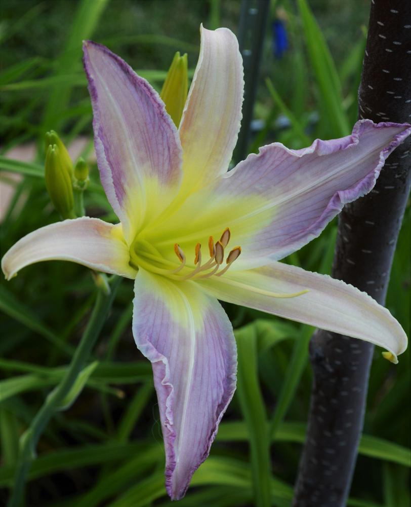 Photo of the bloom of Daylily (Hemerocallis 'Heavenly Lavender Dreams ...