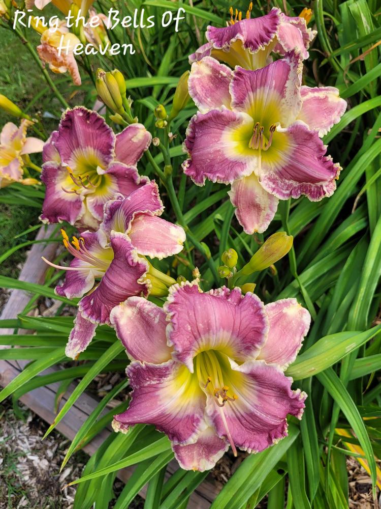 Photo of the entire plant of Daylily (Hemerocallis 'Ring the Bells of ...