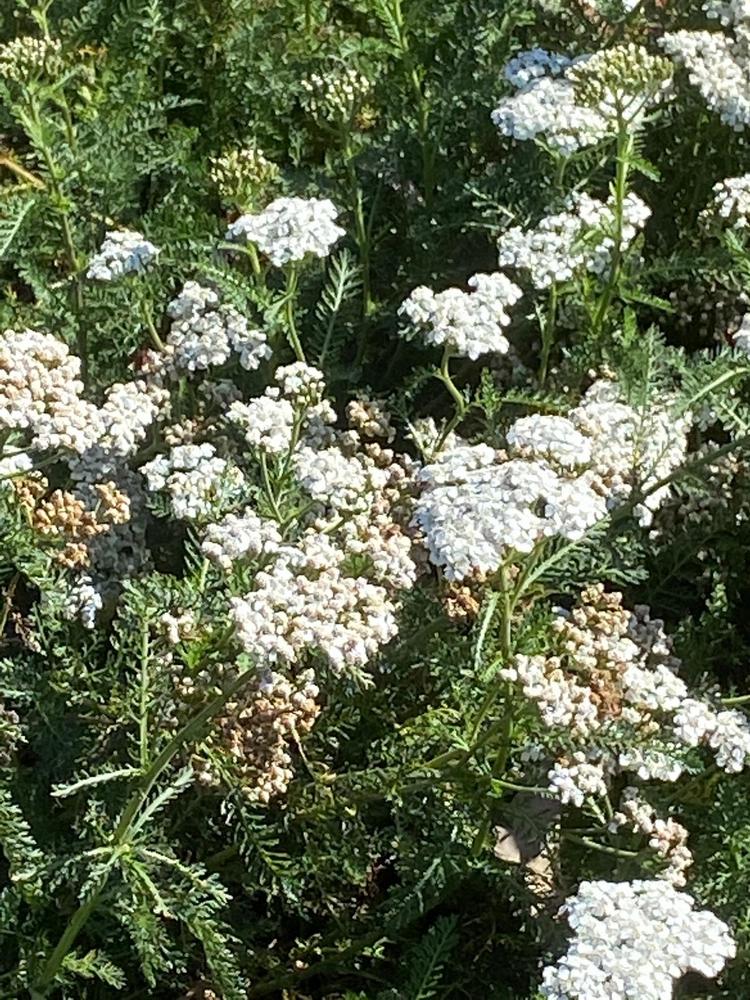 Photo of the bloom of Achillea (Achillea millefolium New Vintage™ White ...