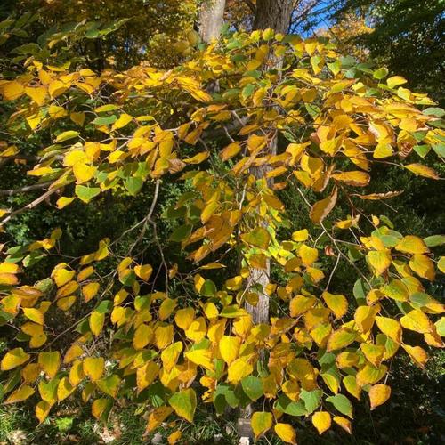 Japanese Linden (Tilia japonica) - Garden.org
