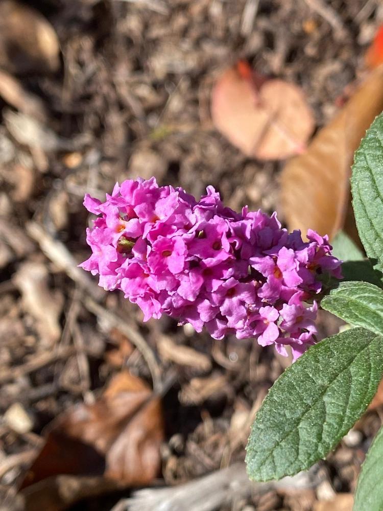 Buddleja Lo & Behold® Pink Micro Chip in the Butterfly Bushes Database ...