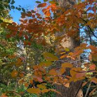 Photo of the fall color of Juneberry (Amelanchier canadensis) posted by ...