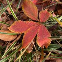 Photo of the fall color of Yellow Buckeye (Aesculus flava) posted by SL ...