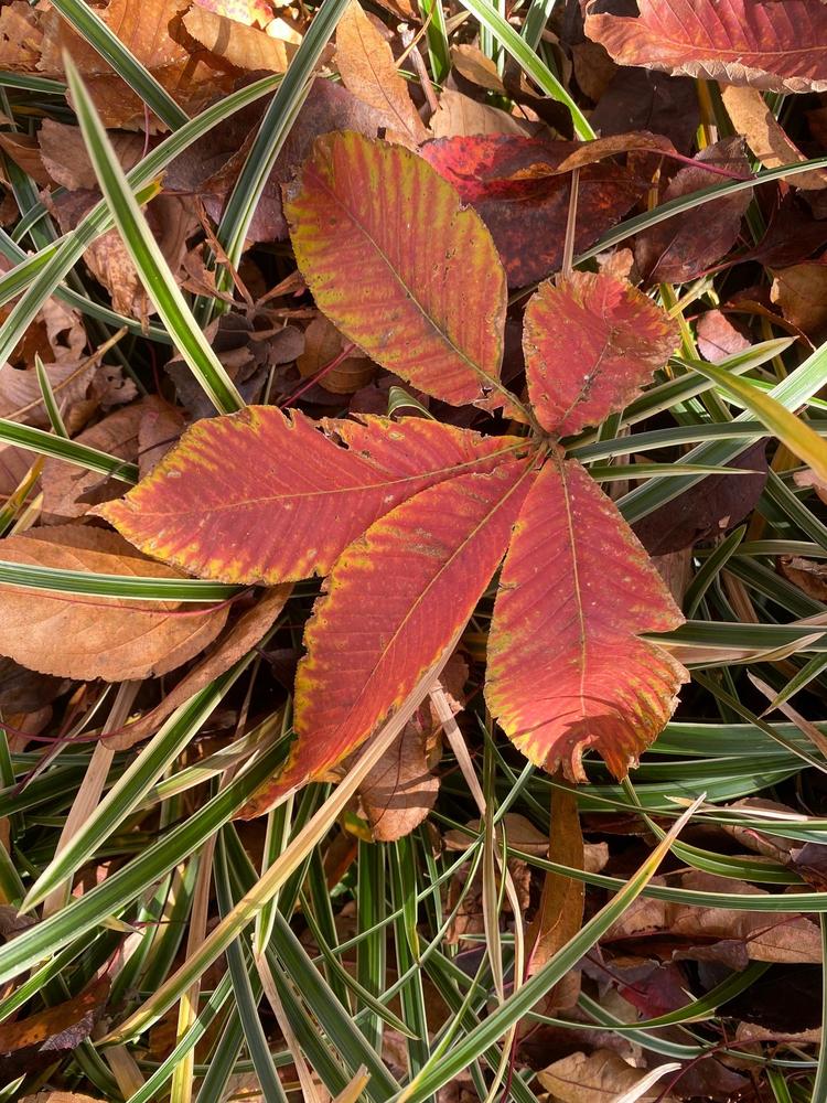 Photo of the fall color of Yellow Buckeye (Aesculus flava) posted by SL ...