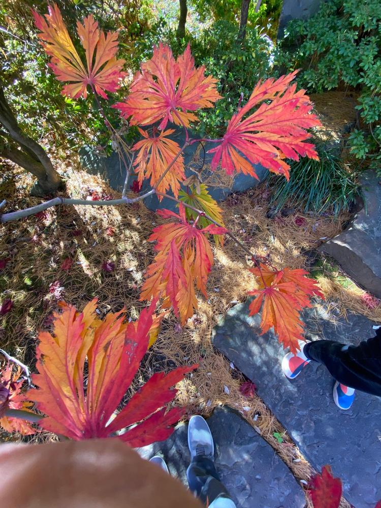 Photo of the fall color of Full Moon Maple (Acer japonicum 'Maiku Jaku ...