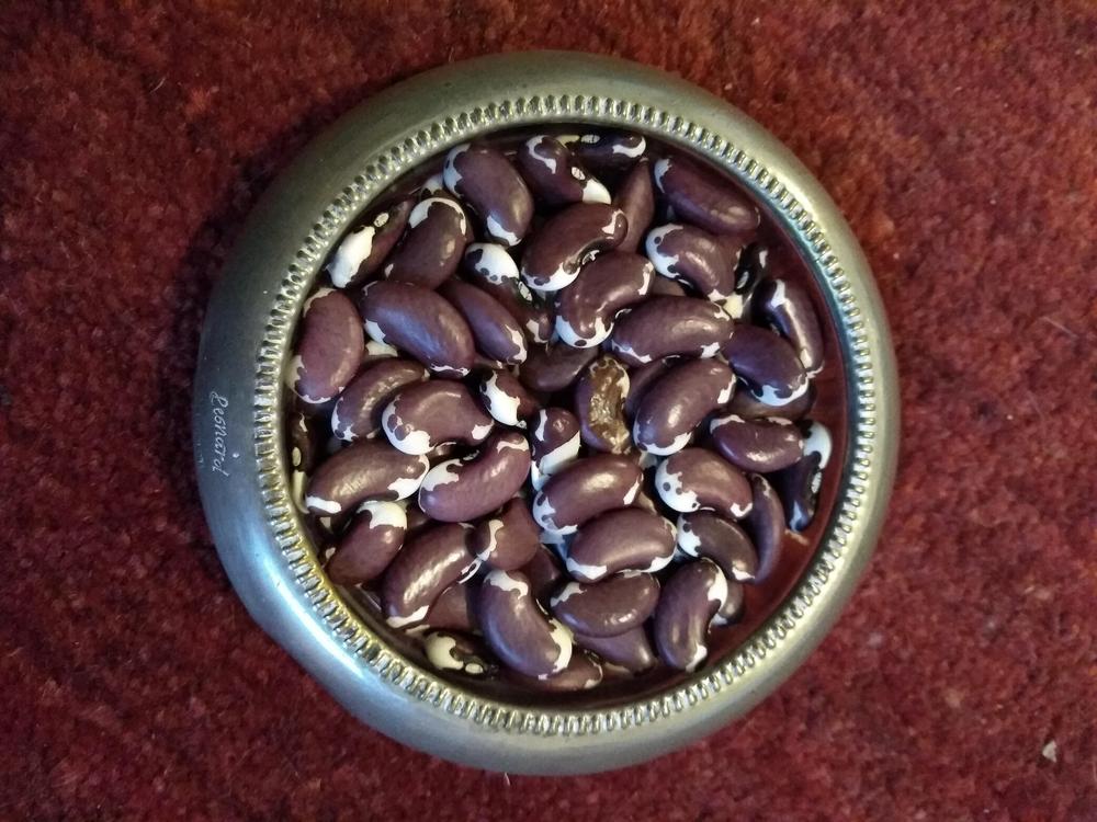 Dry Bean (Phaseolus vulgaris '1500 Year Old Cave Bean') in the Beans ...