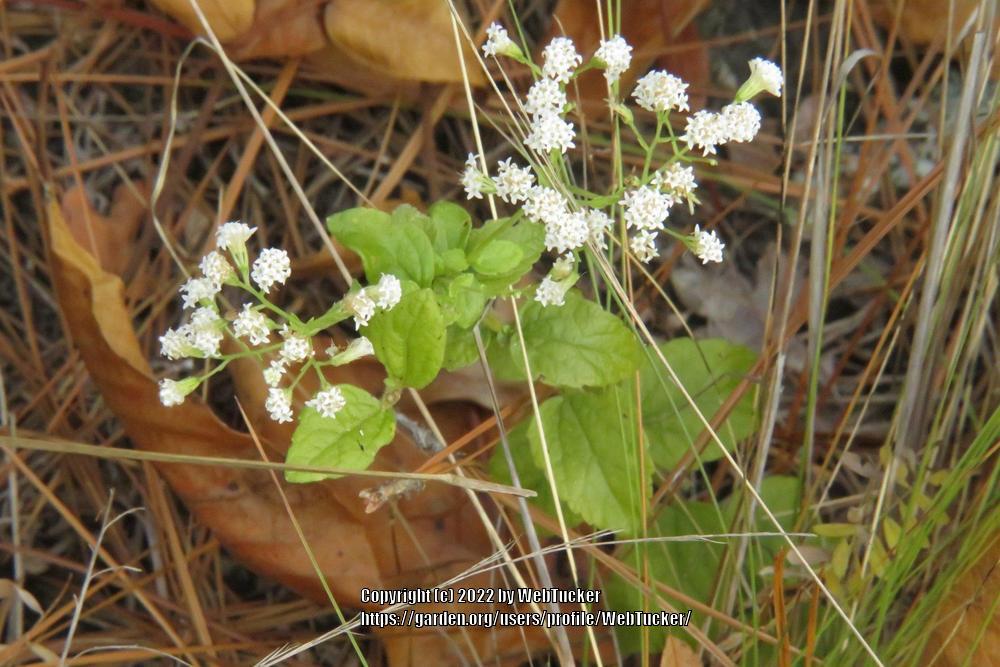 Roundleaf Eupatorium (Eupatorium rotundifolium) in the Eupatoriums ...