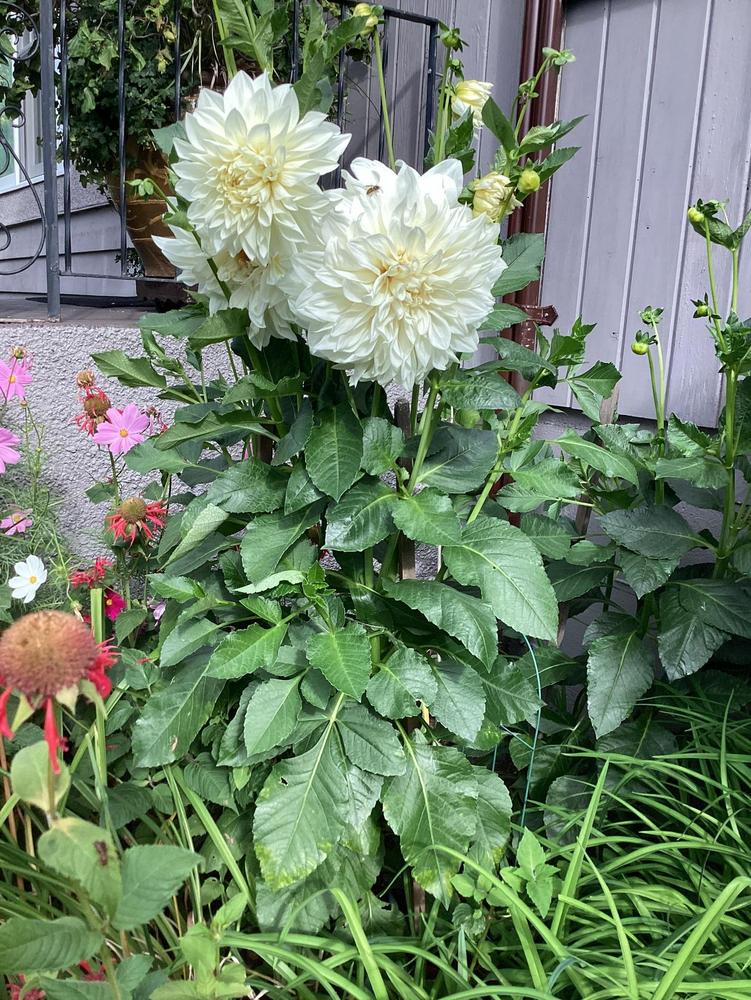 Photo of the entire plant of Dahlia 'White Perfection' posted by ...