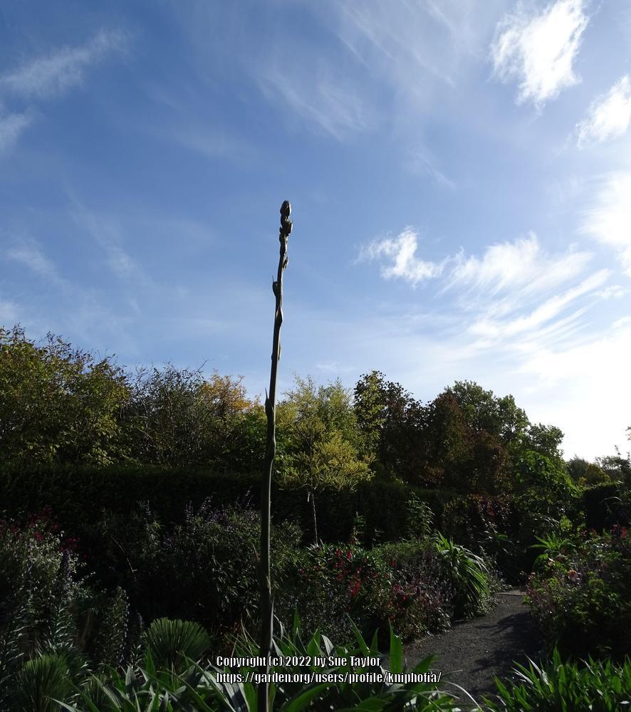 Photo of the bloom of Mangave (Agave 'Kaleidoscope') posted by ...