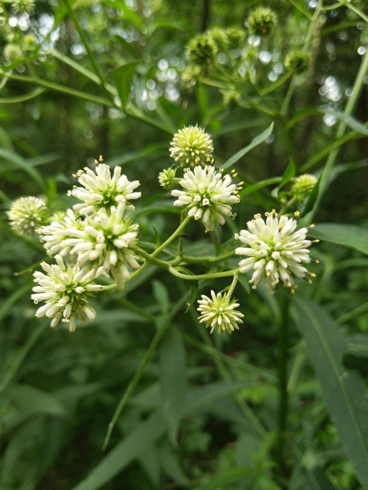 Photo of the bloom of Carolina Crownbeard (Verbesina walteri) posted by ...