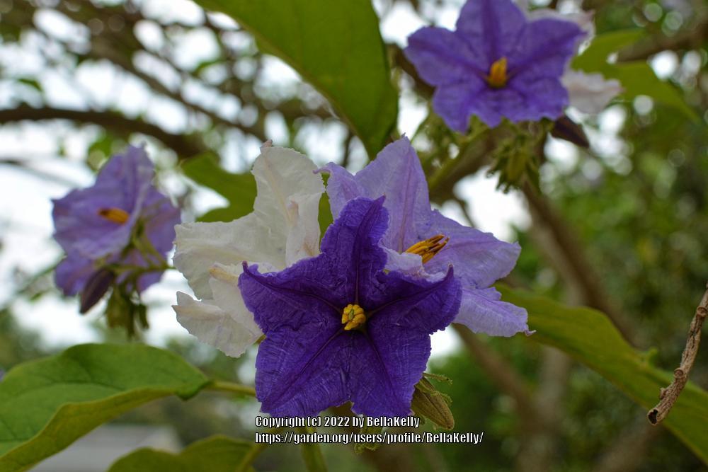 Potato Tree (Solanum erianthum) - Garden.org