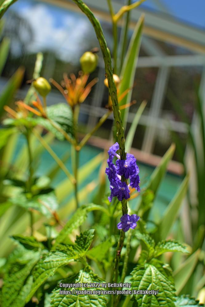 Photo of the bloom of Blue Porterweed (Stachytarpheta cayennensis ...