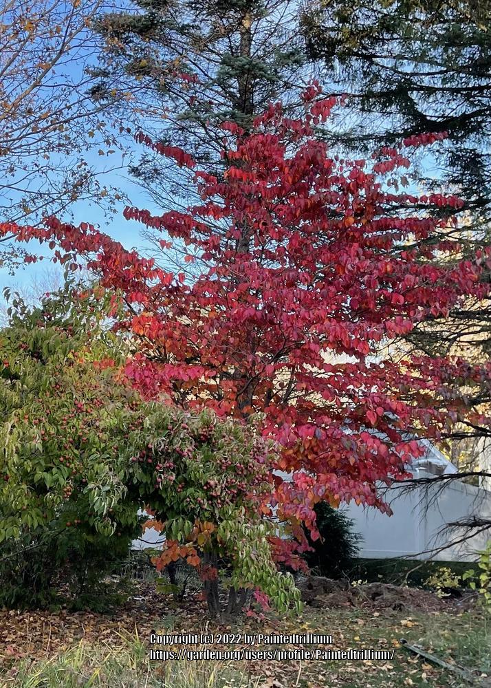 Photo of the fall color of Kousa Dogwood (Cornus kousa subsp. chinensis ...