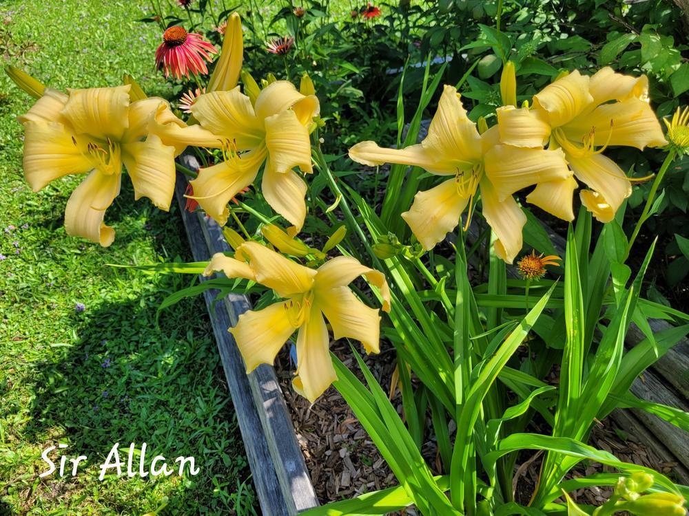 Photo of the entire plant of Daylily (Hemerocallis 'Sir Allan') posted ...