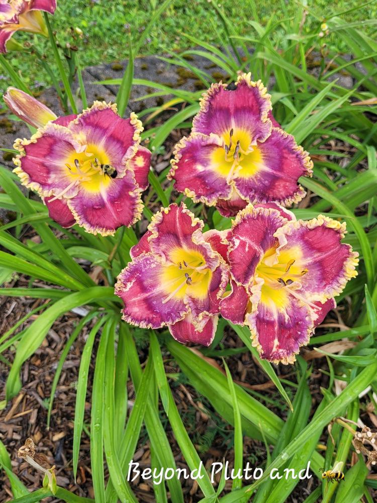 Photo of the bloom of Daylily (Hemerocallis 'Beyond Pluto') posted by ...