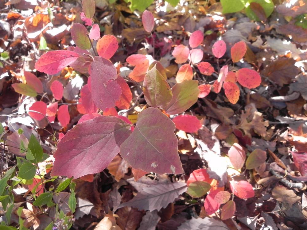 Photo of the fall color of Dwarf Fothergilla (Fothergilla gardenii ...