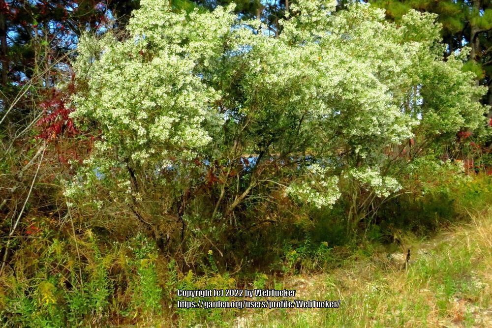 Photo of the entire plant of Sea Myrtle (Baccharis halimifolia) posted ...