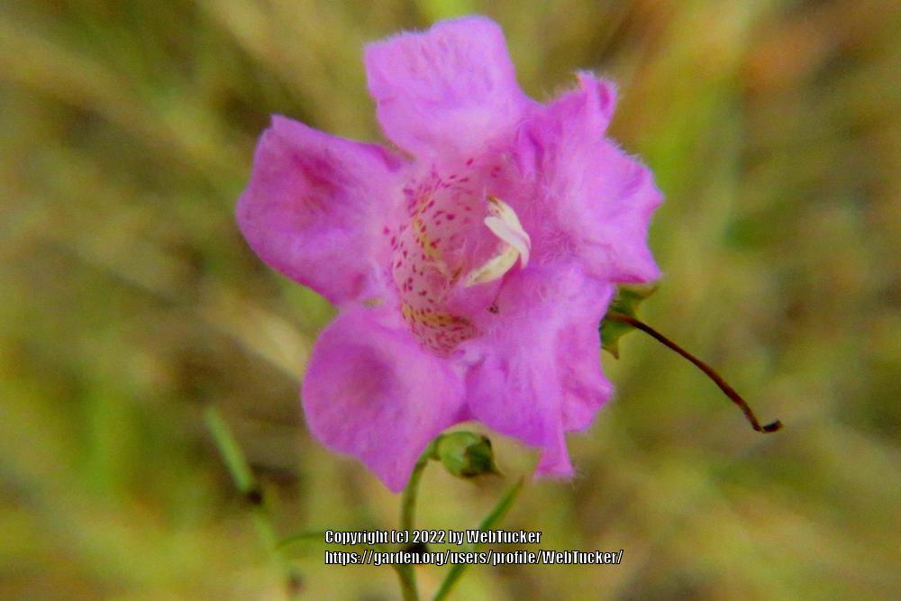 Photo of the bloom of Purple Gerardia (Agalinis purpurea) posted by ...