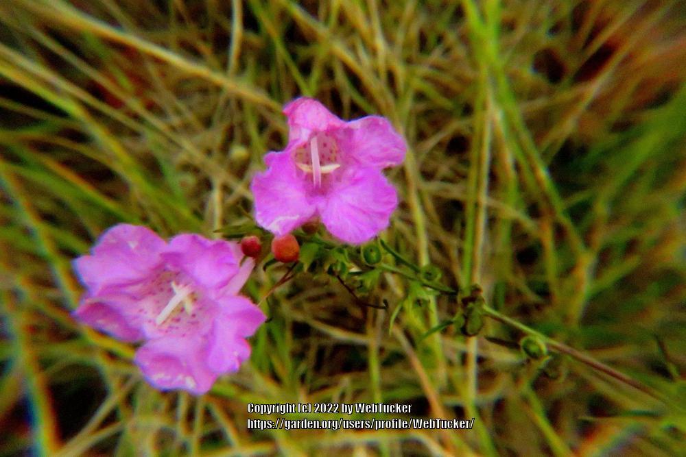 Photo of the entire plant of Purple Gerardia (Agalinis purpurea) posted ...