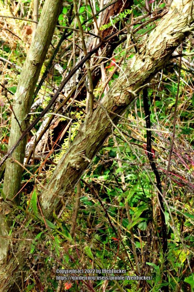 Photo of the stem, scape, stalk or bark of Sea Myrtle (Baccharis ...