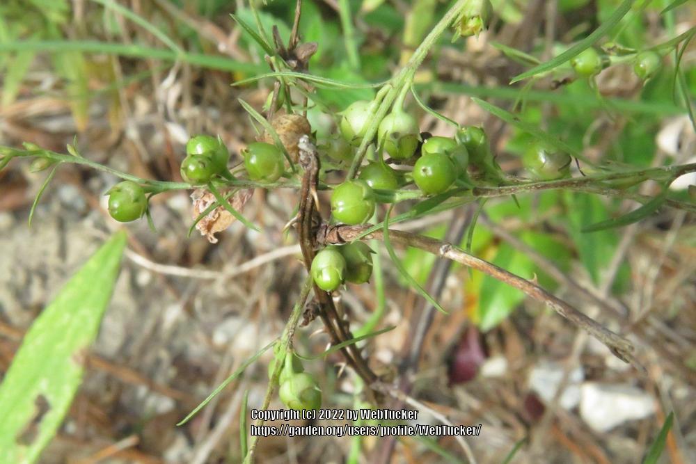 Photo of the seed pods or heads of Purple Gerardia (Agalinis purpurea ...