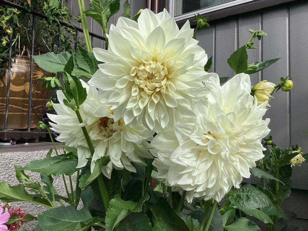 Photo of the bloom of Dahlia 'White Perfection' posted by Wonderbeecats ...