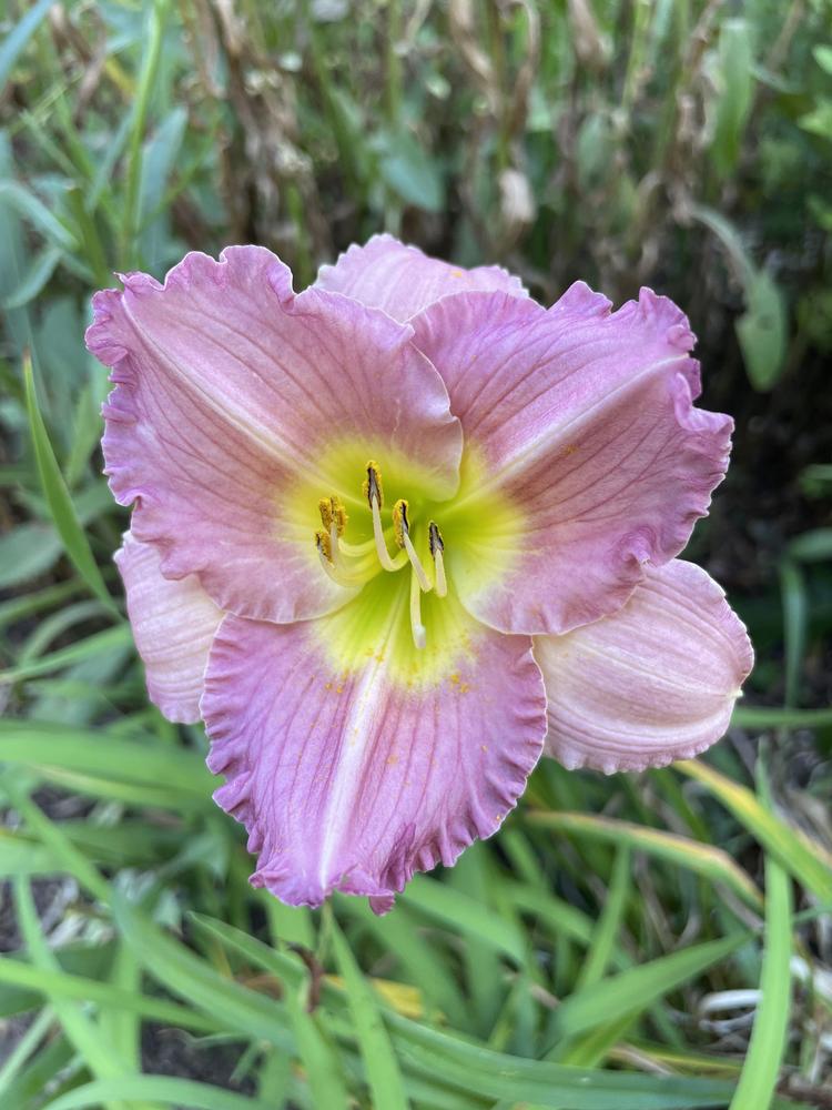 Photo of the bloom of Daylily (Hemerocallis 'Pastures of Pleasure ...