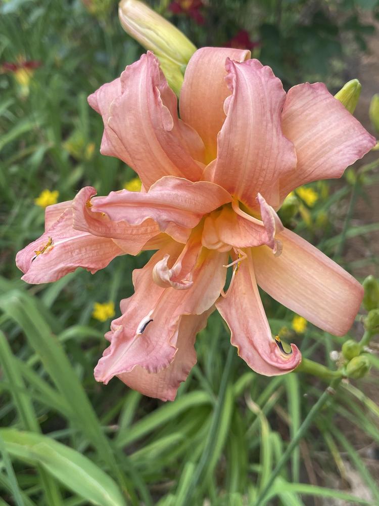 Photo of the bloom of Daylily (Hemerocallis 'Pink Pompon') posted by Zoia - Garden.org