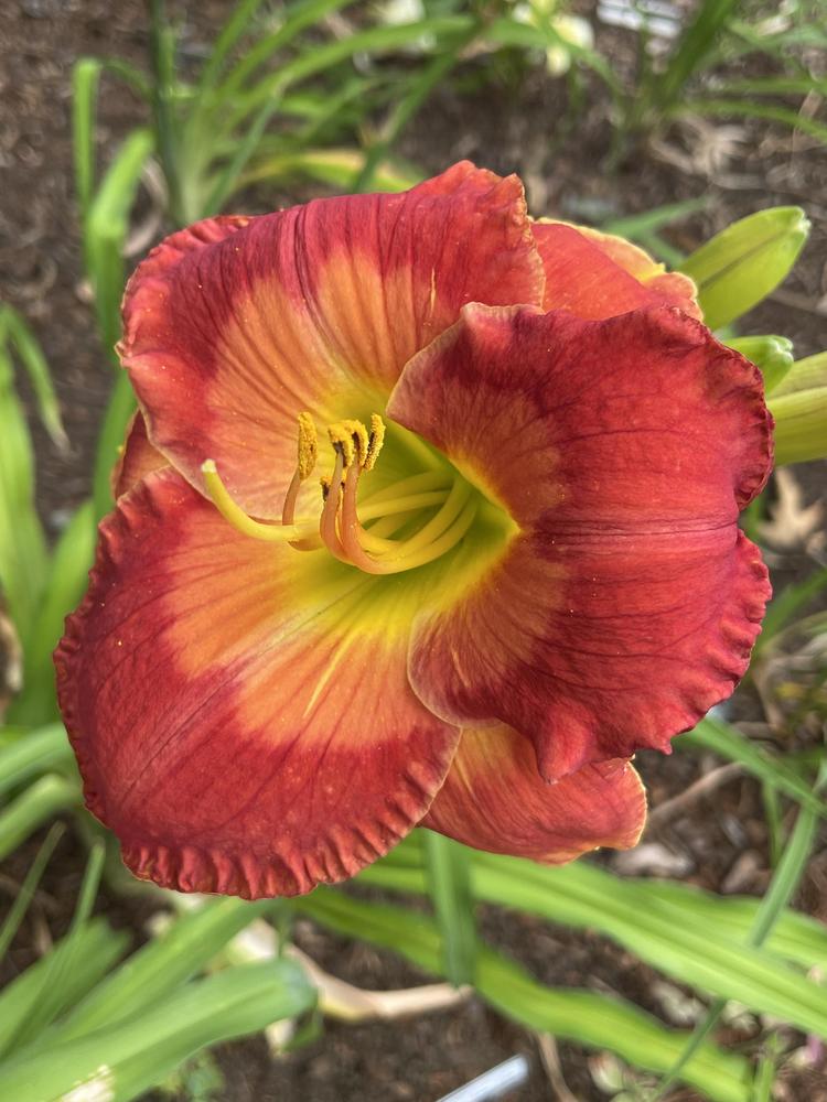 Photo of the bloom of Daylily (Hemerocallis 'Please Say Yes') posted by ...