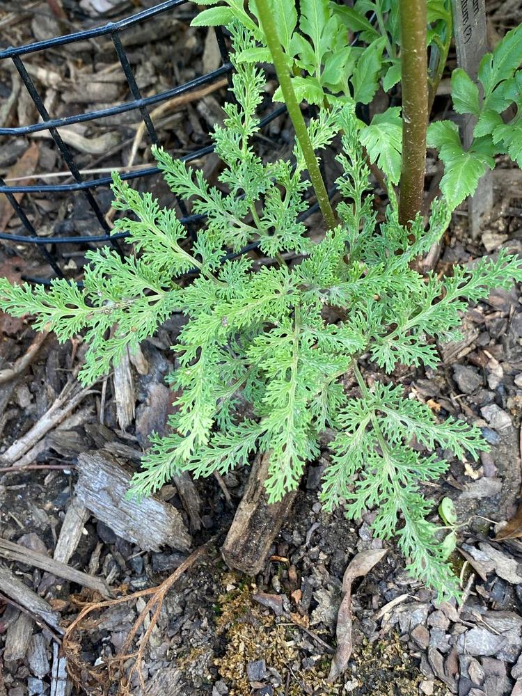 Grape Fern (Sceptridium dissectum) - Garden.org